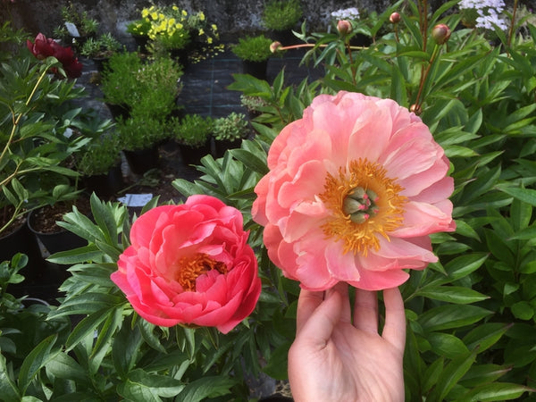 Paeonia Coral Sunset