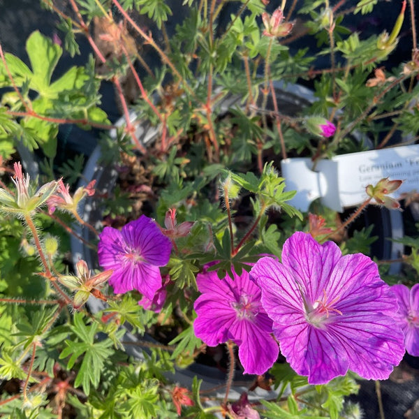 Geranium 'Fruit d'Fleur' – Caths Garden Plants