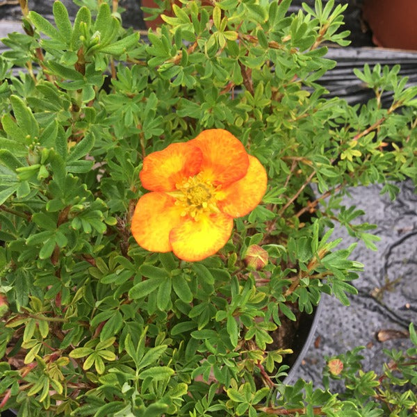 Potentilla fruiticosa 'Bella Sol' PBR Recent introduction (Shrubby Cin ...