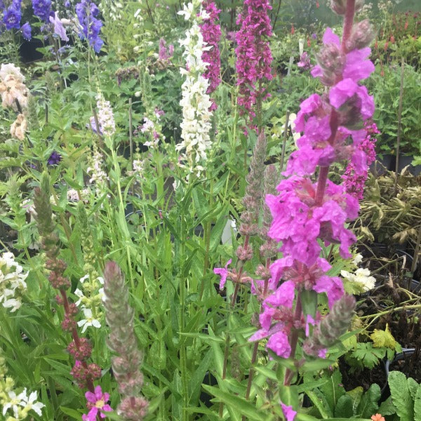 Lythrum salicaria 'Happy Lights' (Loosestrife) – Caths Garden Plants