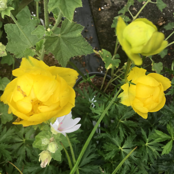 Trollius 'Lemon Queen' – Caths Garden Plants