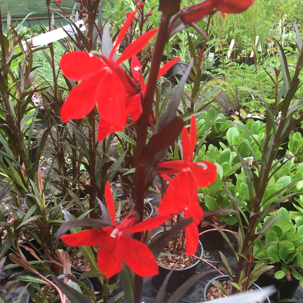 Lobelia 'Bees Flame' Pollinator plant – Caths Garden Plants