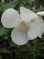 Eucryphia x intermedia 'Rostrevor' AGM – Caths Garden Plants
