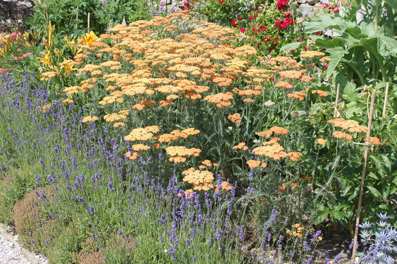 Herbaceous Perennials – Caths Garden Plants