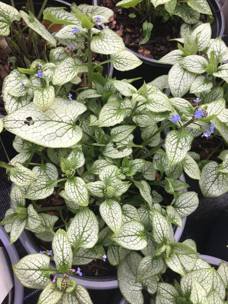 Brunnera 'Alexandria' – Caths Garden Plants