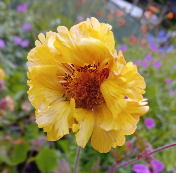 Geum 'Yellow Fluffy' – Caths Garden Plants