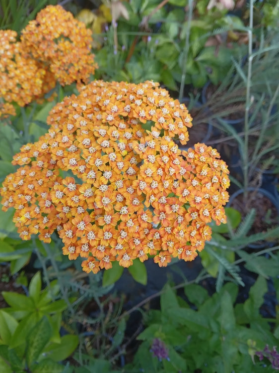 Herbaceous Perennials – Caths Garden Plants